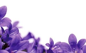 Gambar latar belakang PPT bunga ungu PowerPoint Template Free Download